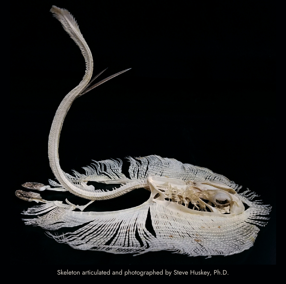 From Sting to Recovery: The Timeline of a Stingray Sting – DragonSkin